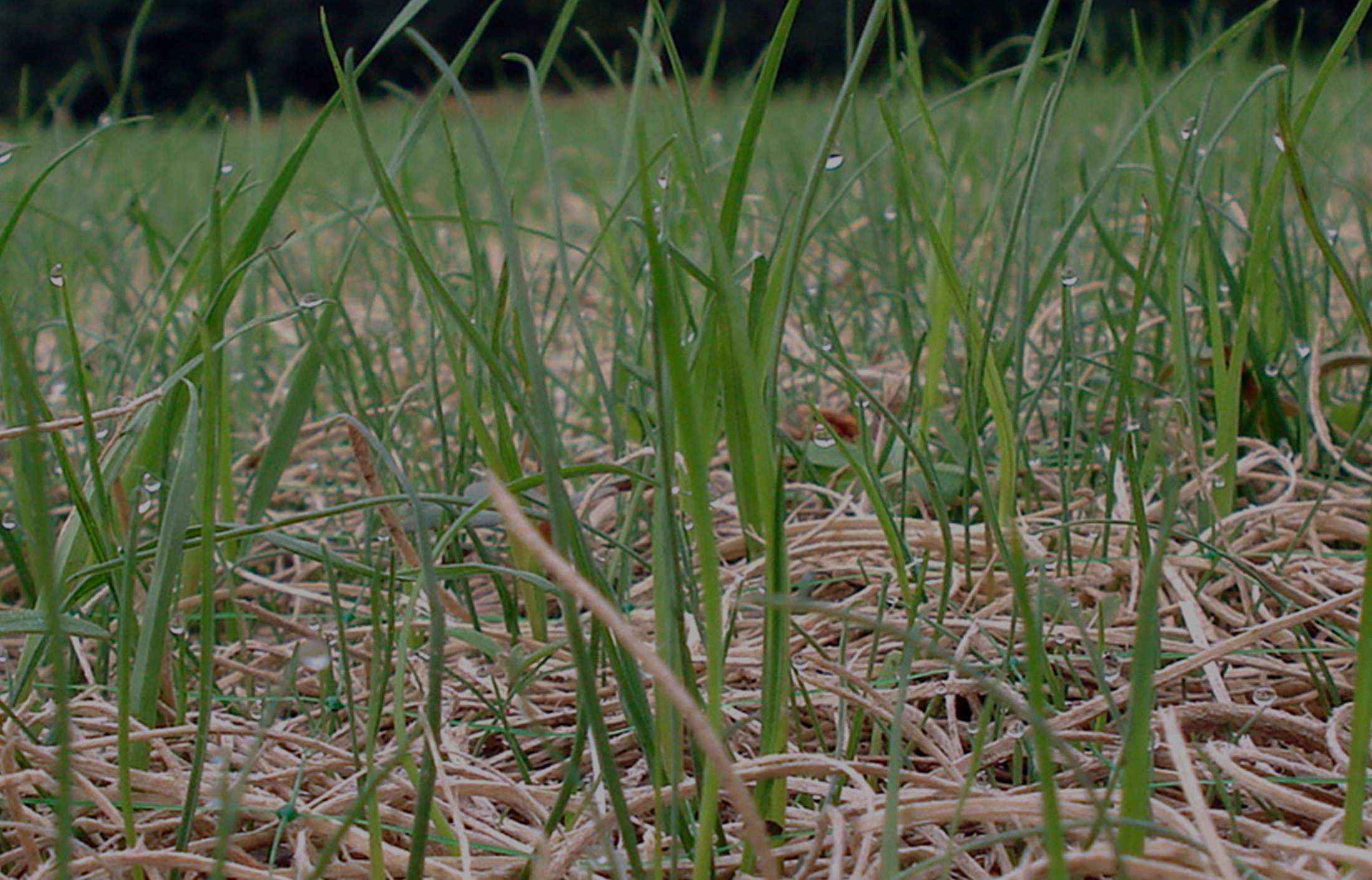 Biorolls | Full Service